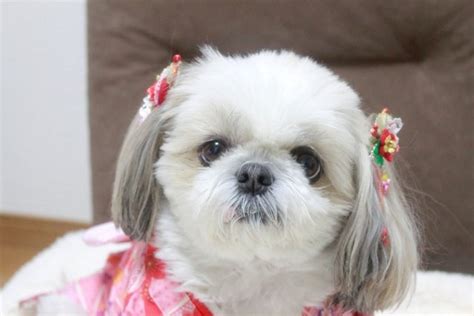 お洒落しました よくわかるpythonとエクセルvba入門