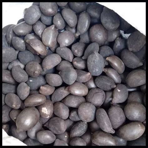 Jual 1 Kg Biji Aren Biji Aren Genjah Bibit Aren Genjah Unggul 100 Asli Ready Shopee