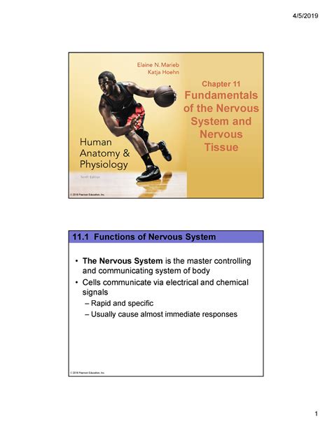A P I Chapter Fundamentals Of The Nervous System And Nervous Tissue Annie Studocu