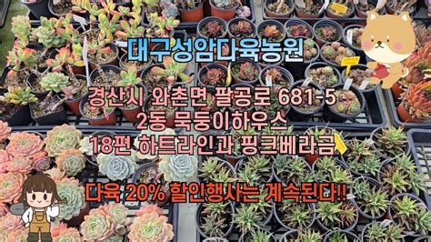 대구성암다육농원 2동 묵둥이하우스 18편 하트라인과 핑크베라금 Youtube