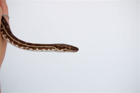 Python Serpent Reptile Photo Gratuite Sur Pixabay Pixabay