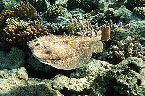 Electric Torpedo Ray