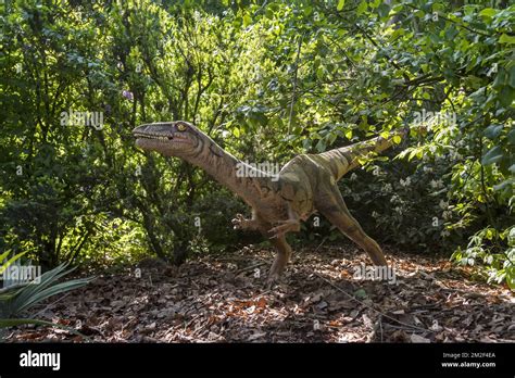 Realistic Lifesize Replica Of Coelophysis Coelophysid Theropod