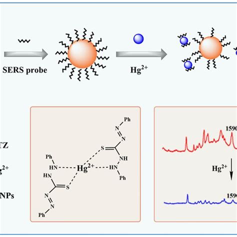 Schematic Illustration Of Hg²⁺sensor Download Scientific Diagram