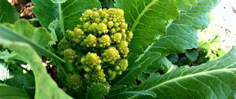 Experiencing The Golden Ratio And Fibonacci Sequence In Your Garden Tyrant Farms