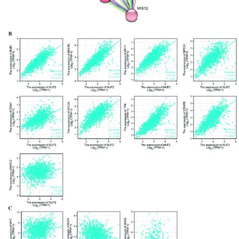 Correlation Between Nuf2 And Tumor Stemness Markers A The Top 10 Download Scientific Diagram