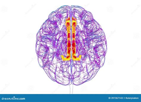 Cingulate Gyrus X Ray Profile Close Up View 3d Rendering Illustration With Body Contours Human