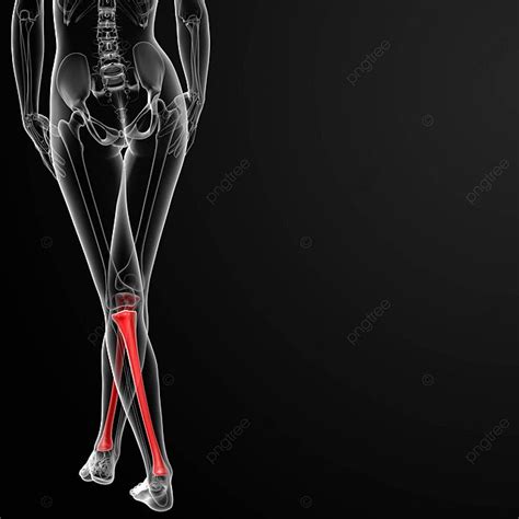 Fundo Tíbia Saúde óssea Osso Raio X Foto E Imagem Para Download Gratuito Pngtree