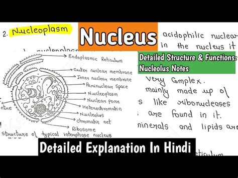 Nucleolus Structure Functions And Its Comparison With Nucleus
