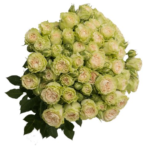 Fibonacci Green Pink Flower Village Fibonacci Green Pink Flower Village