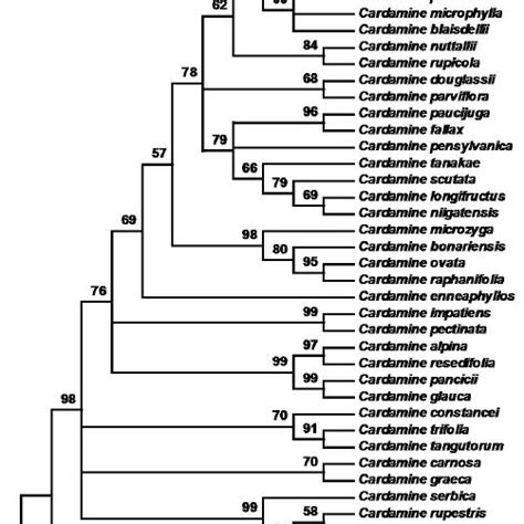 the bootstrap strict consensus of 14 maximally parsimonious trees of