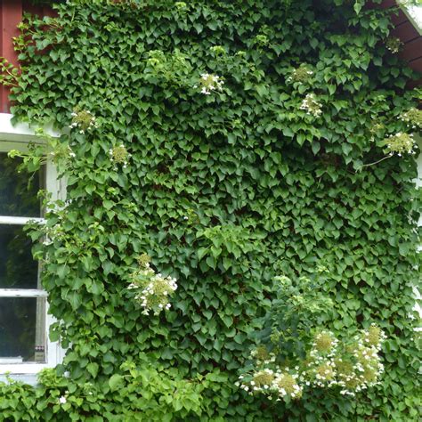 Climbing Hydrangea Hydrangea Petiolaris