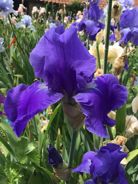 Deep Blue Bearded Iris Wharfedale The English Iris Company