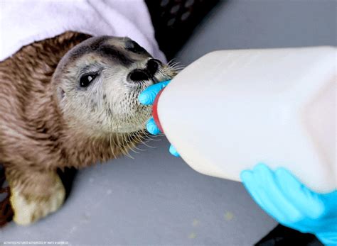 Aslc Caring For Young Bearded Seal Pup The Cordova Times