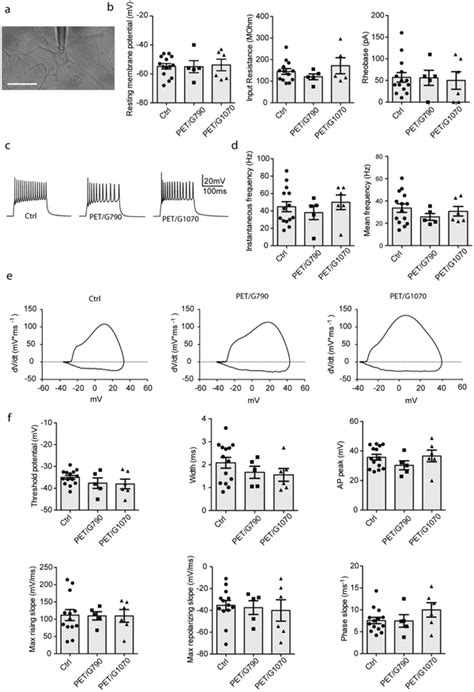 Passive And Active Properties Of Primary Neurons Grown Onto Different