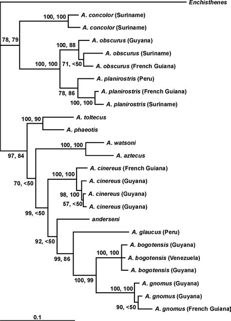 Bayesian Tree From A Phylogenetic Analysis Of Cytochrome B Variation