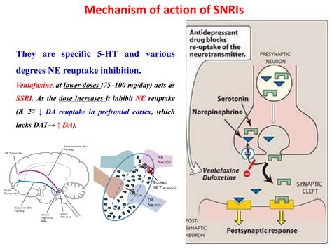 Serotonin Norepinephrine Reuptake Inhibitors Snris Pdf