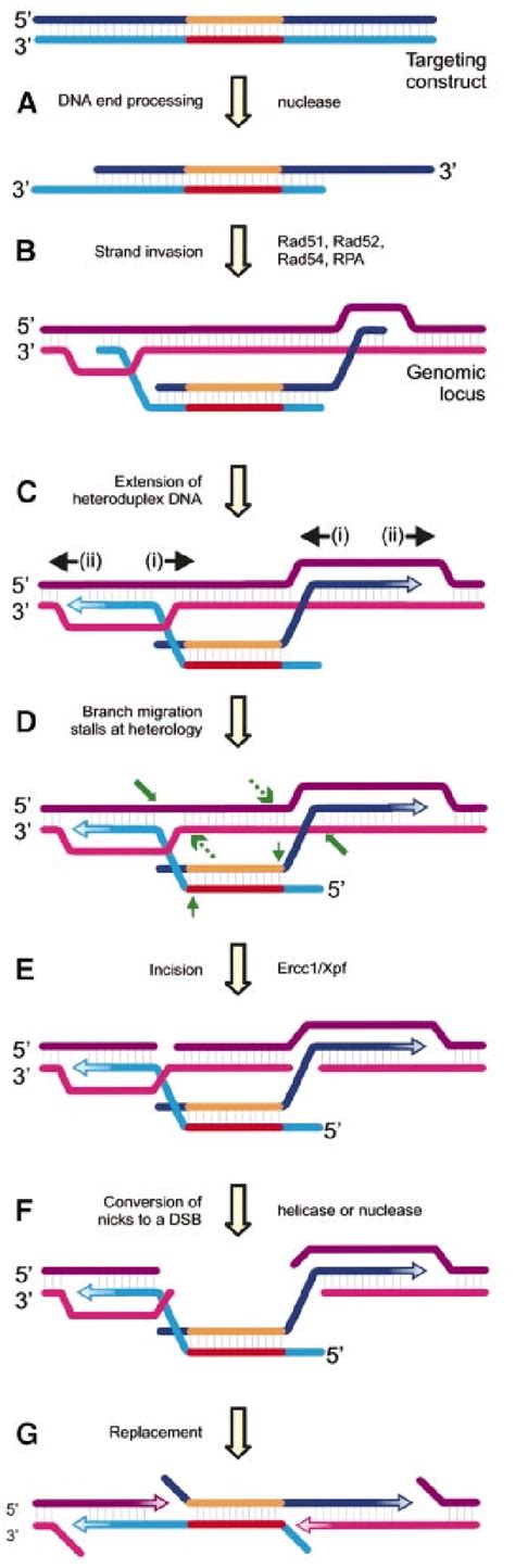 Model For Ercc1±xpf Dependent Gene Replacement The Two Strands Of A