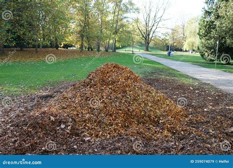Leaves Of Deciduous Trees Stock Image Image Of Foliage 259074079
