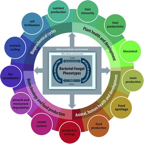 BACTERIAL FUNGAL INTERACTIONS ECOLOGY MECHANISMS AND CHALLENGES MPG PURE