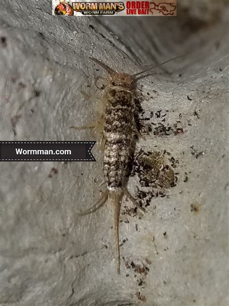 Firebrats Wormmanblog Firebrats Wormmanblog