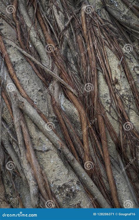 Surface Of A Tropical Tree Bark Stock Image Image Of Close Asian
