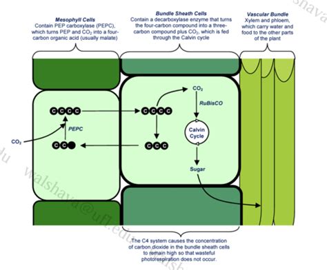 Module Plant Adaptations Flashcards Quizlet