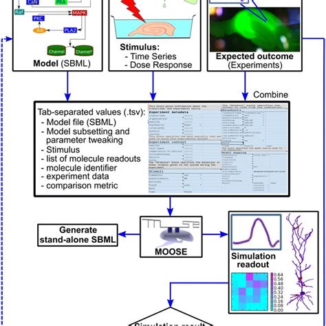 Signaling Model And Experiments On It A Block Diagram Of Model B