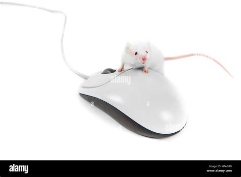 White Mouse On Computer Mouse With White Background Stock Photo Alamy