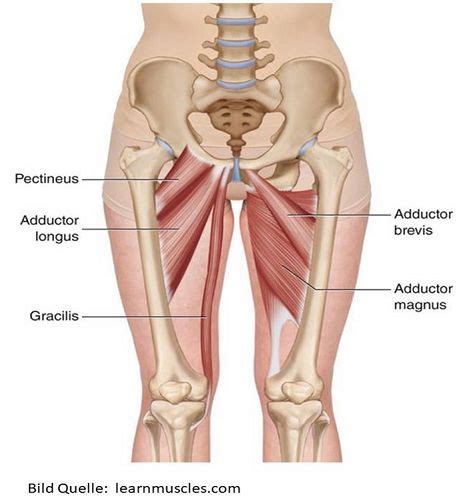 Adduktorenzerrung Leistenzerrung Ursache Und Behandlung Human Muscle Anatomy Human Body