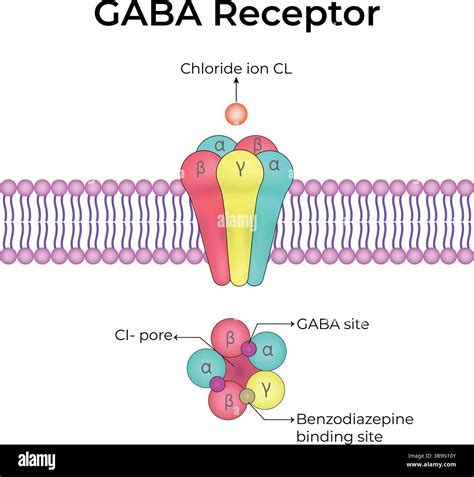 Gaba Receptor Structure And Function Design Vector Illustration Stock