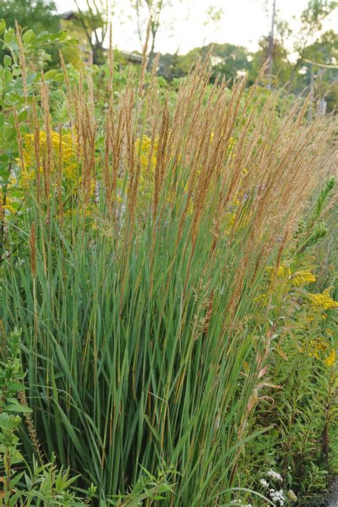 Indiangrass Sorghastrum Nutans Grow Wild