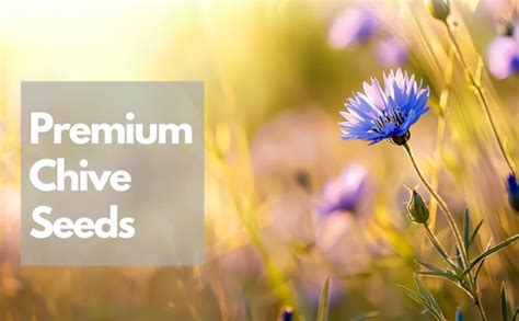 Chive Seeds 10g 100 Natural And Easy To Grow Herb For Culinary Use