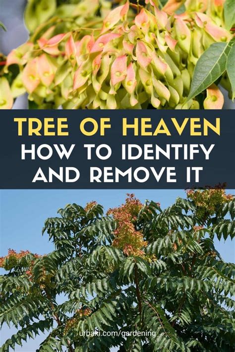 Tree Of Heaven How To Identify And Remove It