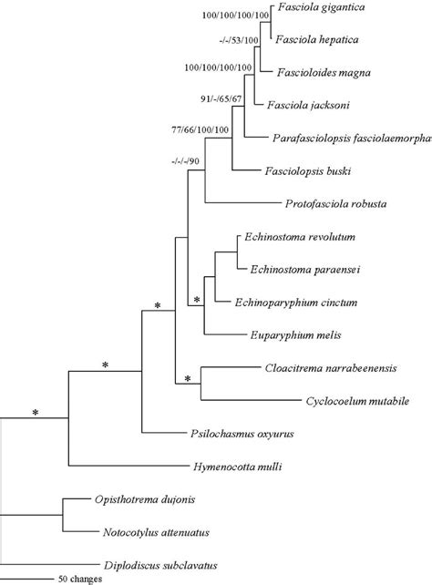 Bayesian Estimated Tree From Partial 28s Rdna Nodal Support Values Are