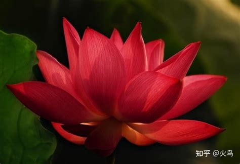 Rust 通用代码生成器：莲花，支持 Excel 模板语言与技术栈自由转换 知乎