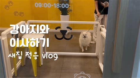 강아지와 이사하기🧡 이사 적응 Vlog Youtube