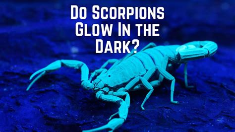 10 Amazing Scorpion Sting Facts You Must Knew The Scorpion Hobby