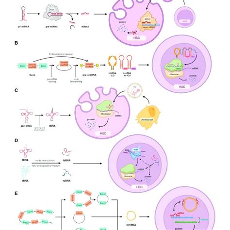 Hsc Homeostasis Is Regulated By Small Non Coding Rnas A Mirna Download Scientific Diagram