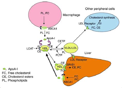 Schematic Presentation Of Reverse Cholesterol Transport Download