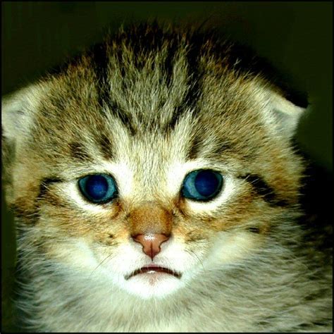 African Wildcat Embryo Transfer Birthed By A Domestic Cat