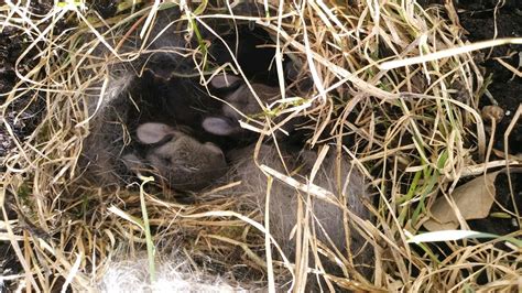 What Does A Rabbit Den Look Like At Elmer Holt Blog