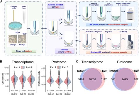 Simultaneous Deep Transcriptome And Proteome Profiling In A Single