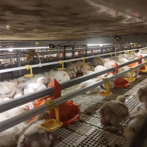 Poultry Farm Equipment Trays Configuration Chicken Coop Adaptable