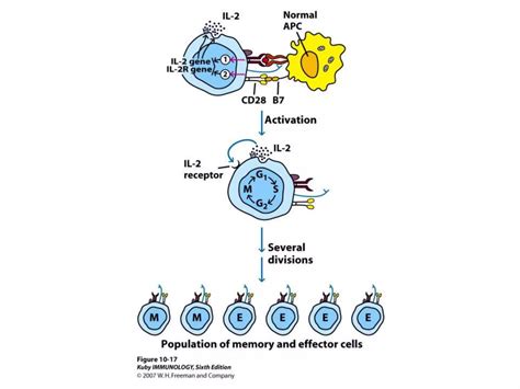 T Cell Development Maturation Activation And Differentiation Pptx