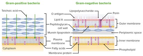Gram Positive Vs Gram Negative Bacteria Simplified Microbiologia The Best Porn Website