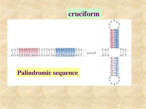 Chapter 12 Structure Of Nucleic Acids Ppt Download