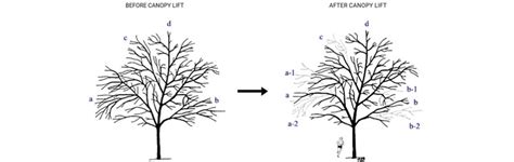 Tree Trimming SB Tree Service