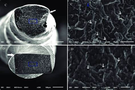 Scanning Electron Micrographs Of The Fracture Surface Of Separated