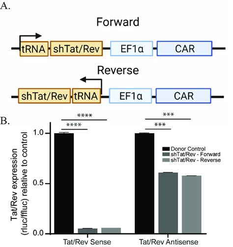 ShRNA Directionality In The CAR Construct Does Not Impact ShRNA Download Scientific Diagram